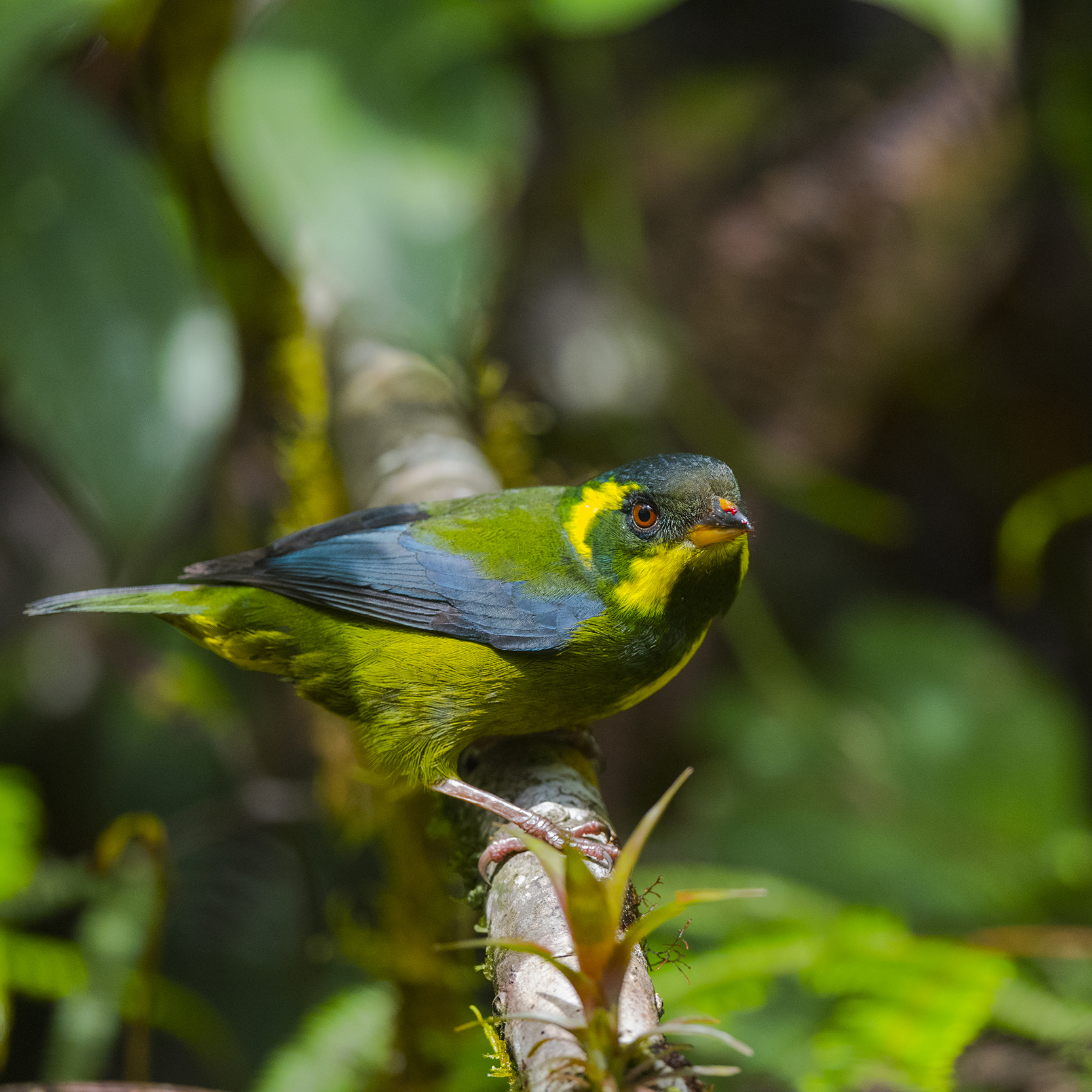 Colombia – Xikanel